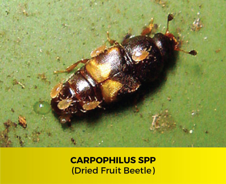 Insects in commodities – ECO CARE